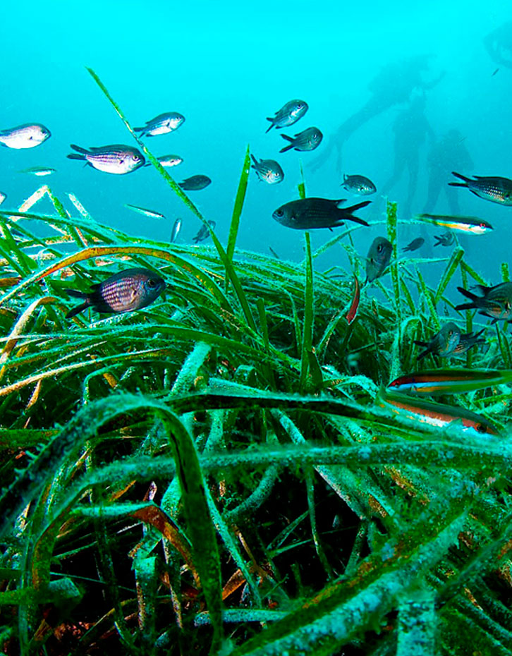 Posidonia Oceánica, Patrimonio de la Humanidad